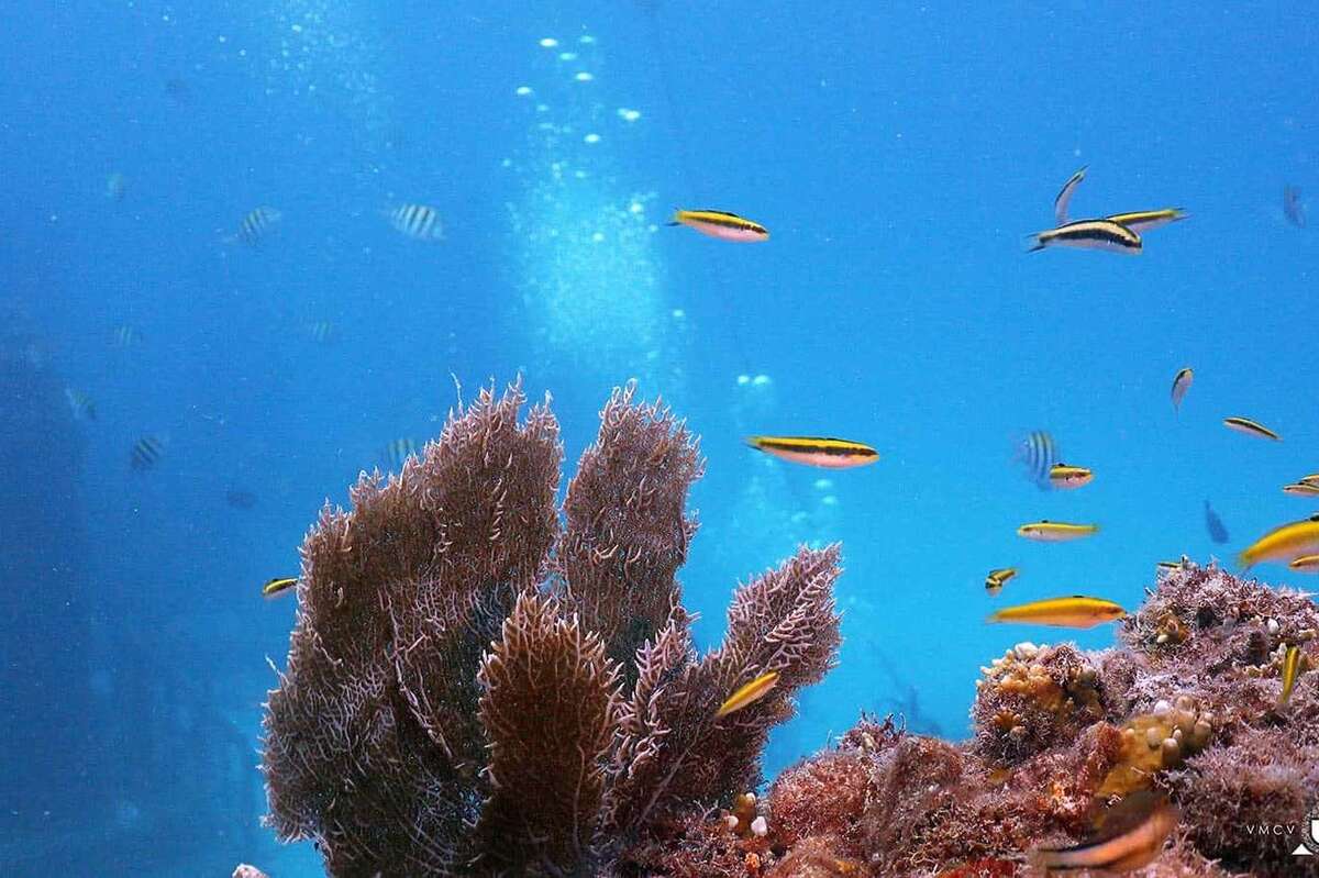 Neptune Memorial Reef