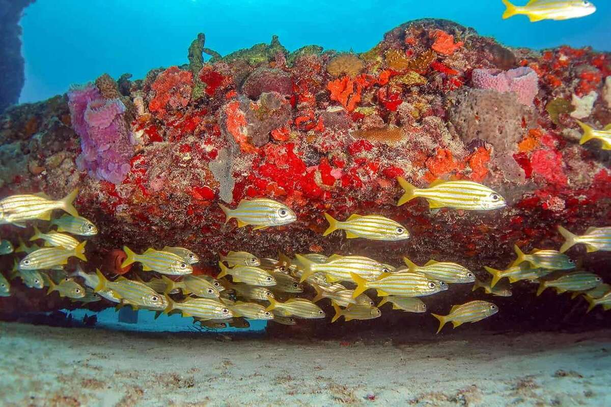 Neptune Memorial Reef