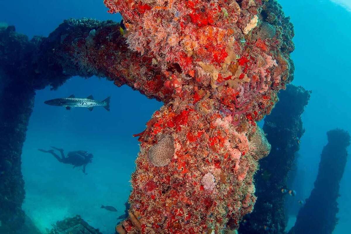 Neptune Memorial Reef