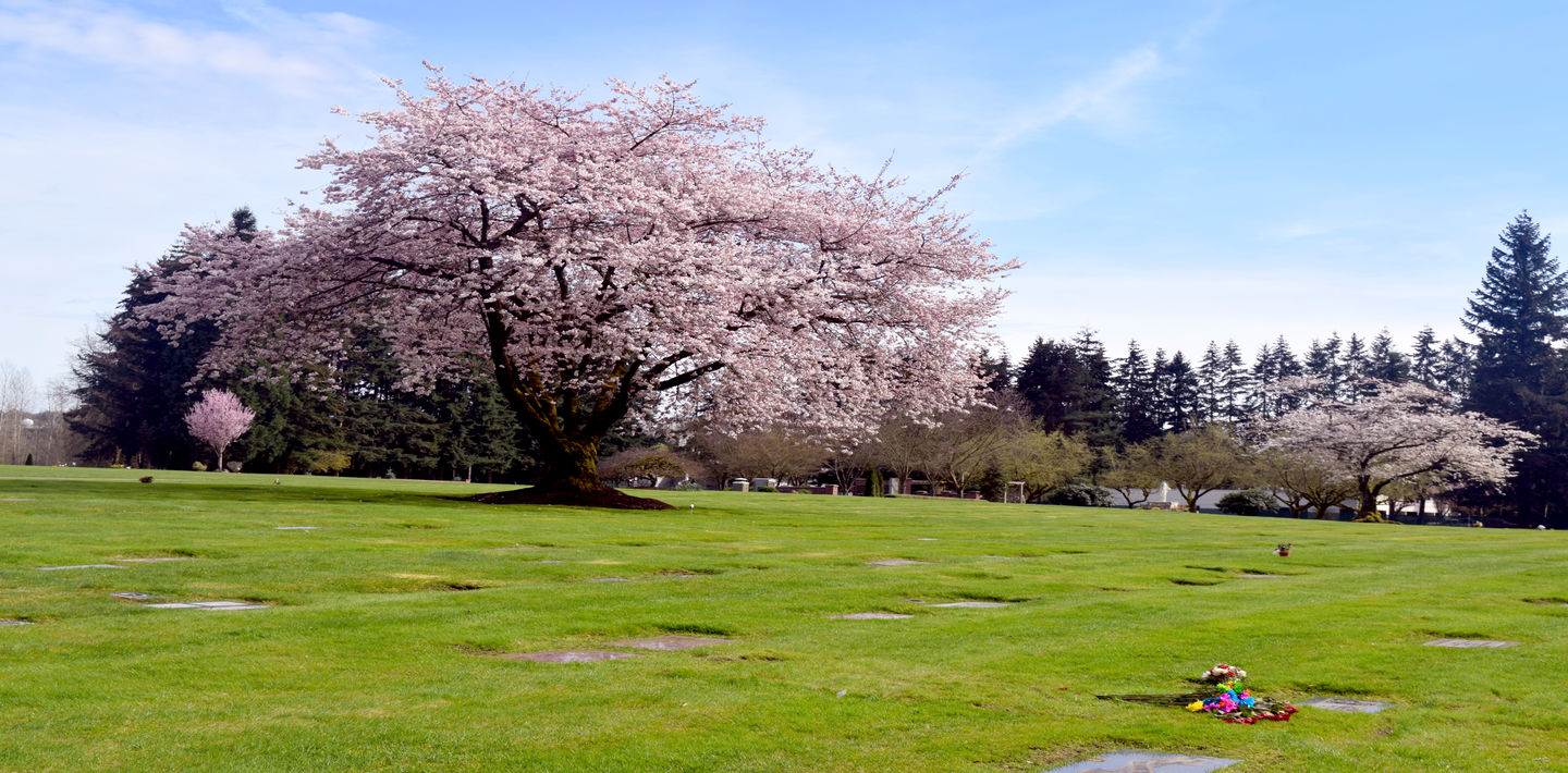 Cemetery - Cedar Lawns Memorial Park